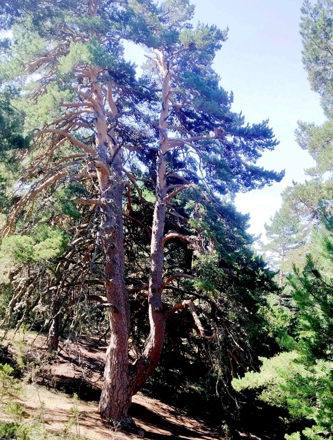 Patrimonio arbóreo monumental del Rincón de Ademuz – Mancomunidad de ...